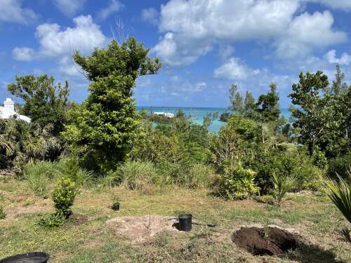 Bank and charity pair up for tree-planting project - The Royal Gazette ...