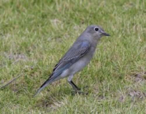 First sighting of a mountain bluebird in Bermuda - The Royal Gazette ...