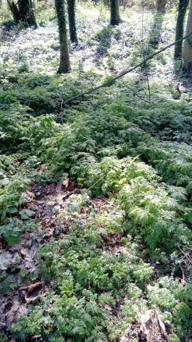 The garden gone wild - The Royal Gazette | Bermuda News, Business ...