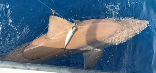 New shark is added to list of Bermuda’s fish fauna - The Royal Gazette ...