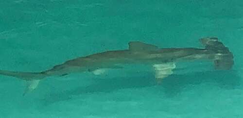 Shark’s tale gets the tongues wagging ahead of tournament time - The ...