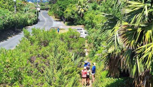 Micro forest project continues to bloom - The Royal Gazette | Bermuda ...