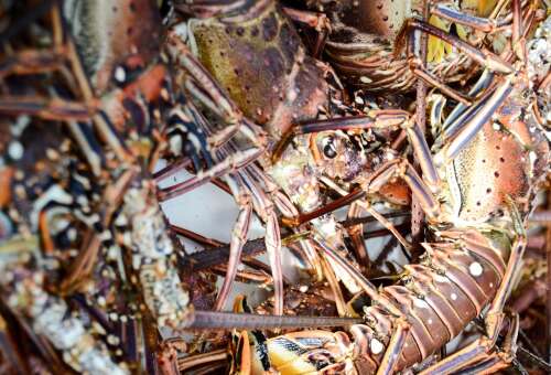Lobster season opens with new catch limits to regrow numbers - The ...