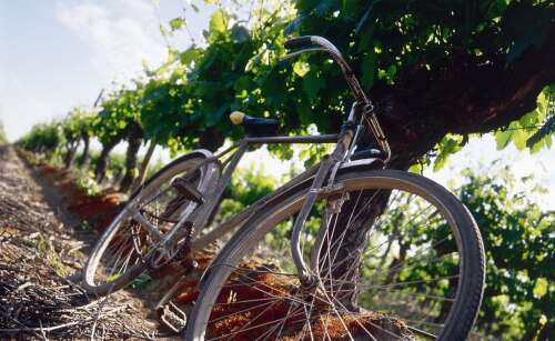 Seven red wines under $20 - The Royal Gazette | Bermuda News, Business ...